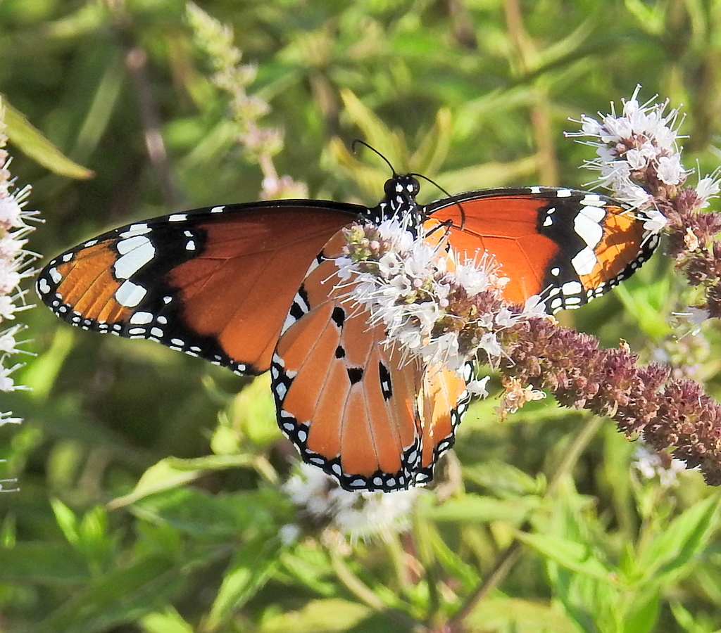 African Monarch from South Cape DC, South Africa on March 26, 2021 at ...