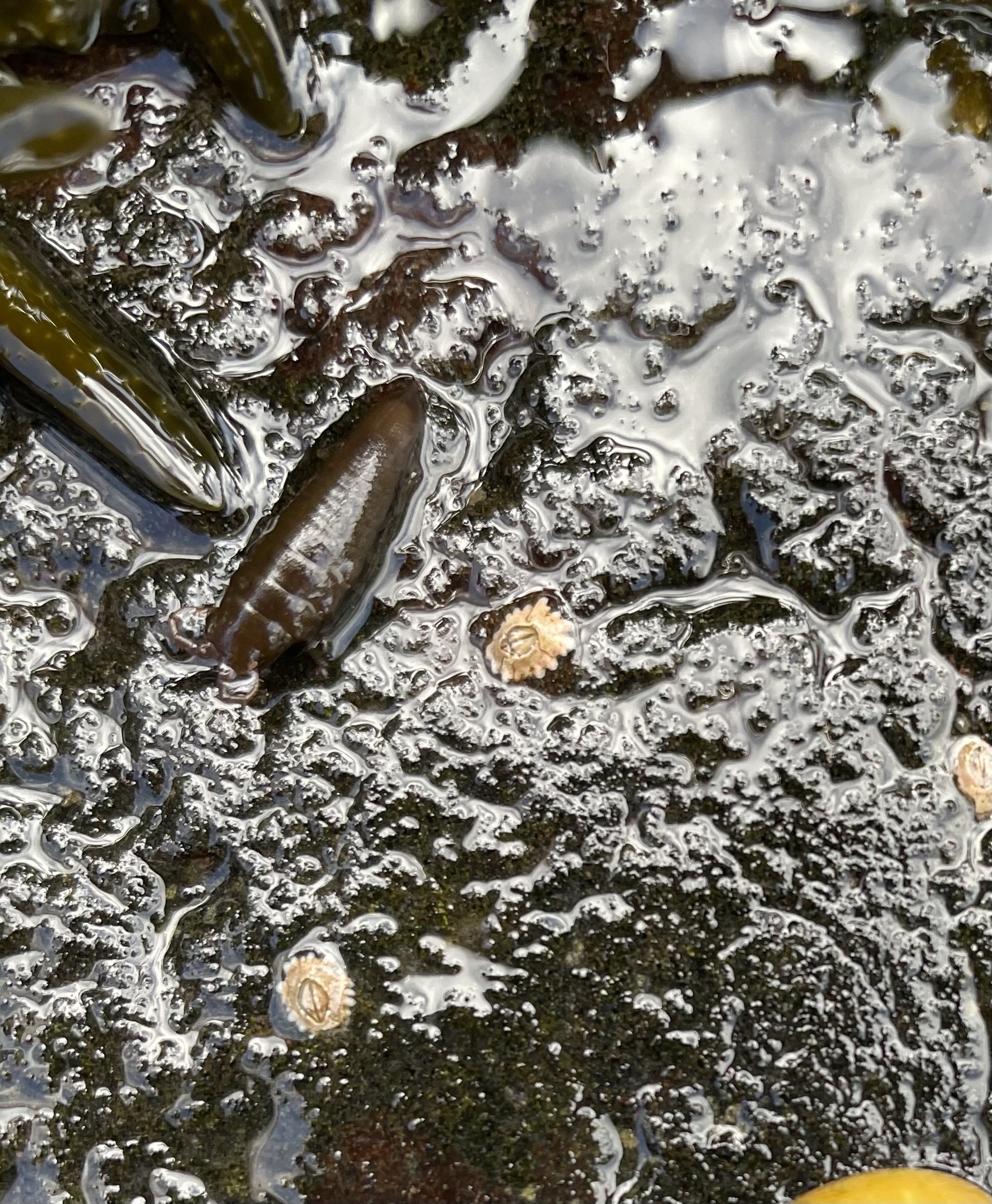 Idotea granulosa Rathke, 1843