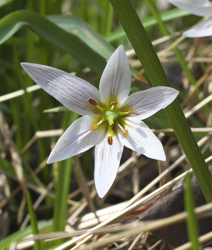 Amana edulis · iNaturalist