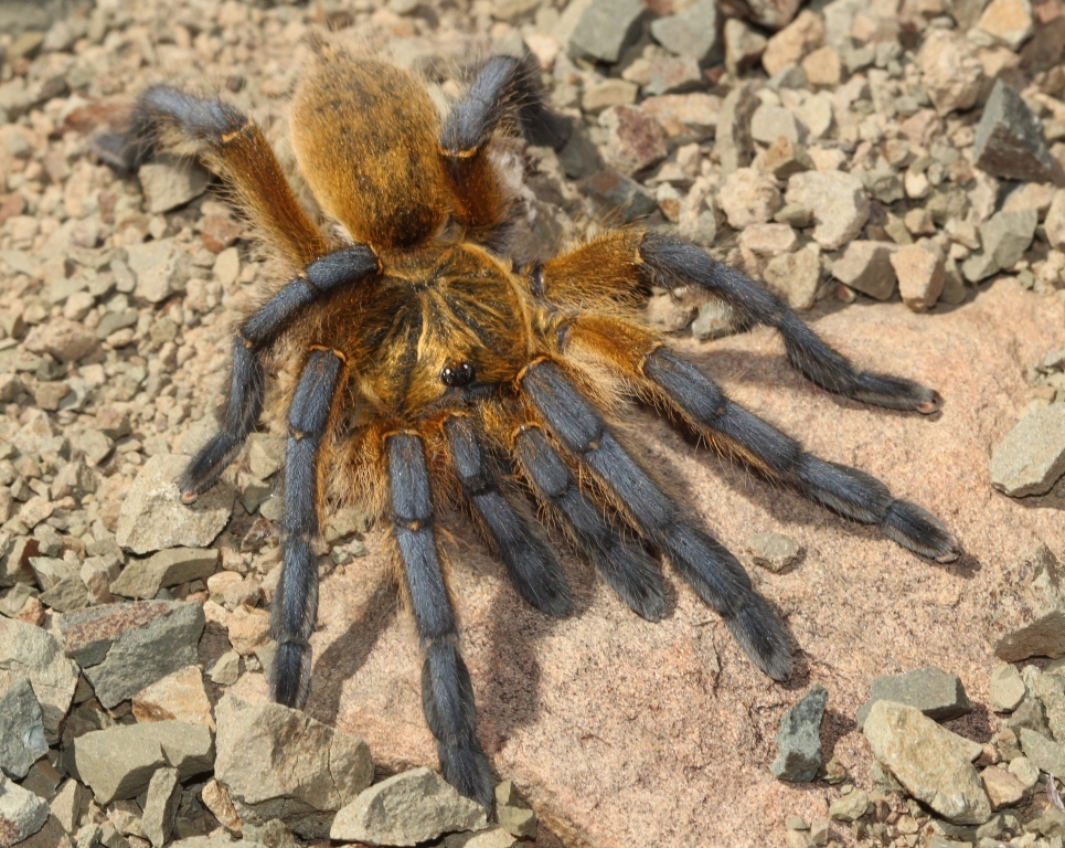 Golden Blue Leg Baboon Spider from Outside Pearston, Western District ...
