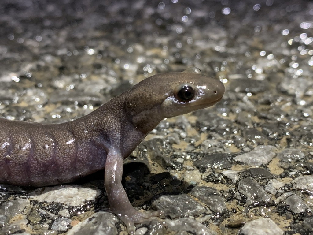 Jefferson Salamander in March 2021 by Elizabeth Axley. jefferson’s ...
