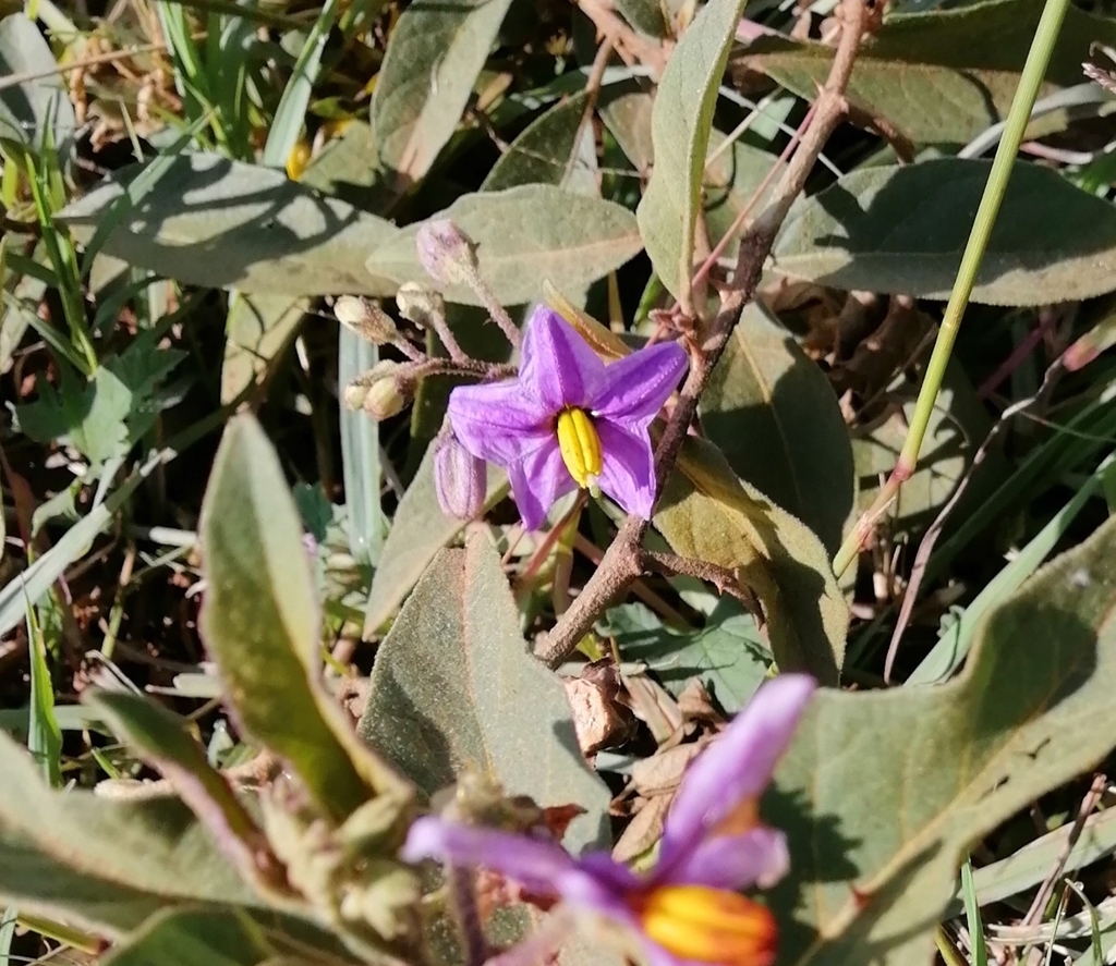 silverleaf nightshade from Fairie Glen Nature Reserve Reception ...