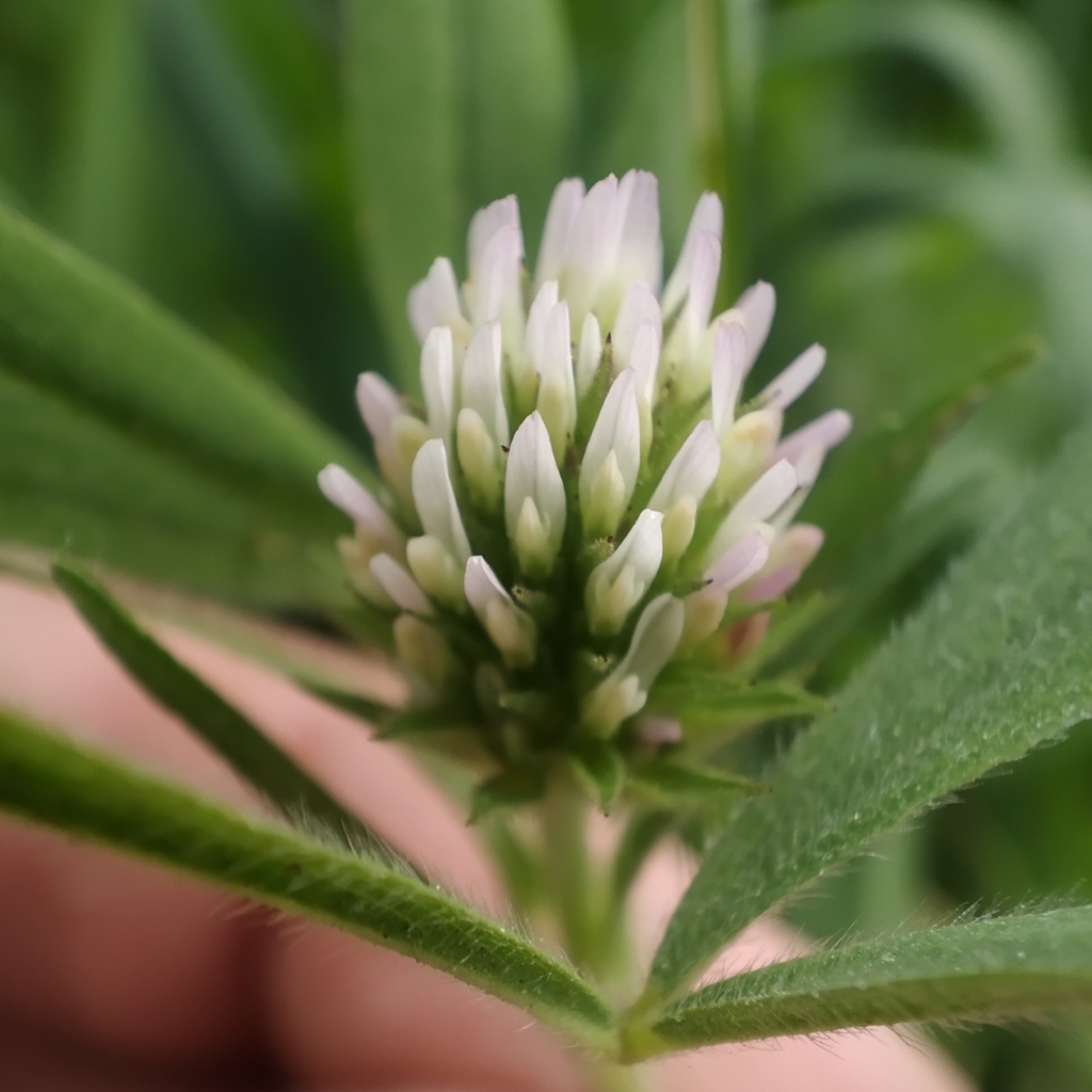 Trifolium squarrosum (Tenerife Plants Fabales) · iNaturalist