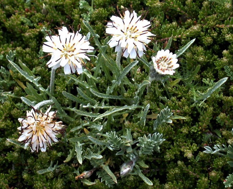 (Hypochaeris incana) - Botanical Realm