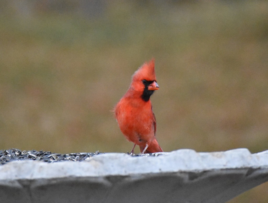 Northern Cardinal from Barron County, WI, USA on March 26, 2021 at 09: ...