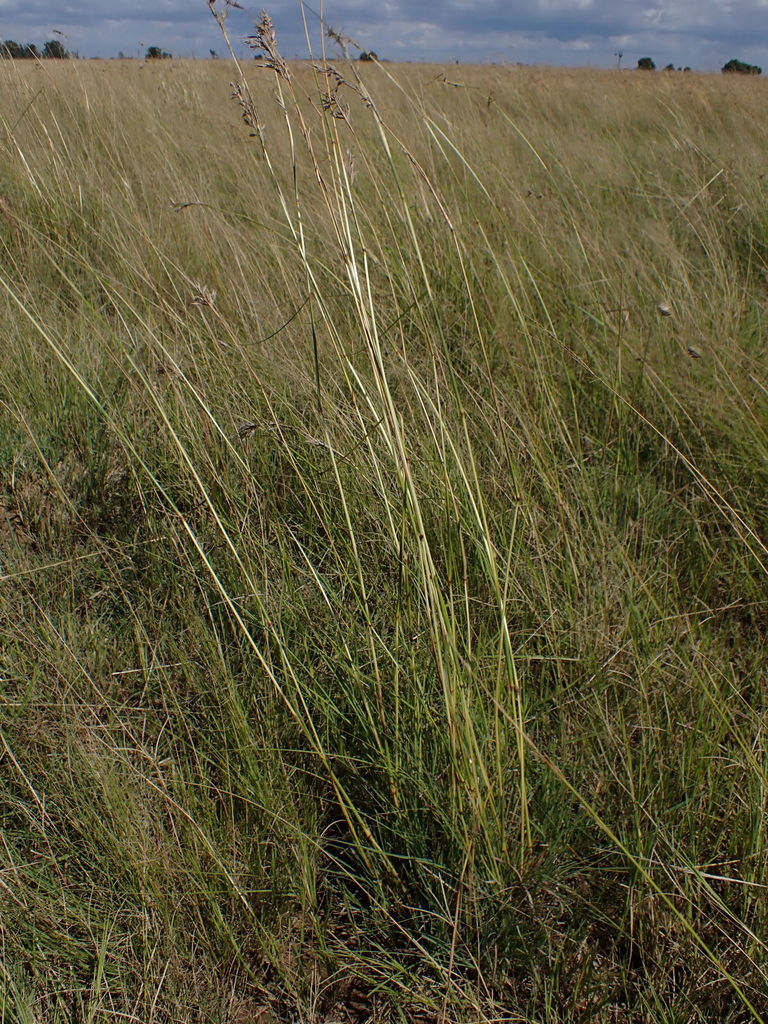 Narrowleaf Turpentine Grass from Dr Kenneth Kaunda, North West, South ...