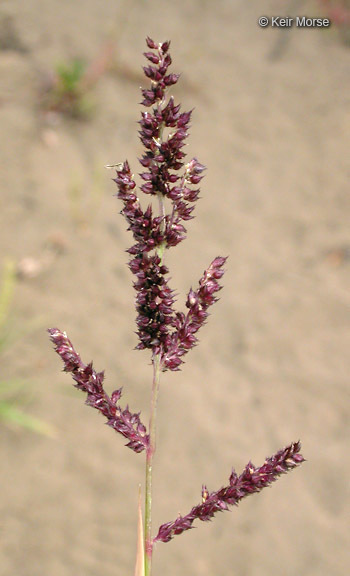 Barnyardgrass (Plants of St. Vrain State Park) · iNaturalist