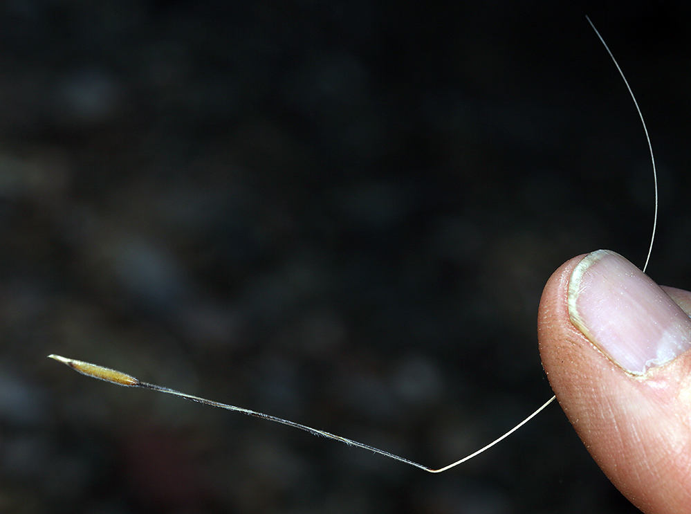 Needle-and-Thread (Plants of Lathrop State Park) · iNaturalist