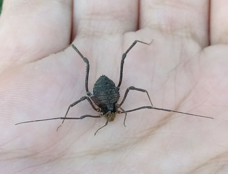 Mischonyx squalidus from Três Rios - RJ, 25804, Brasil on March 26 ...