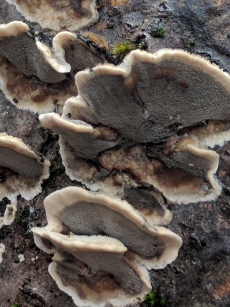 Smoky polypore (Fungi of Muir Woods National Monument) · iNaturalist