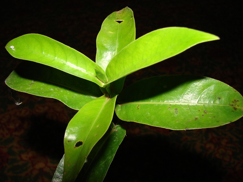 three-flower labordia (Labordia triflora) · iNaturalist