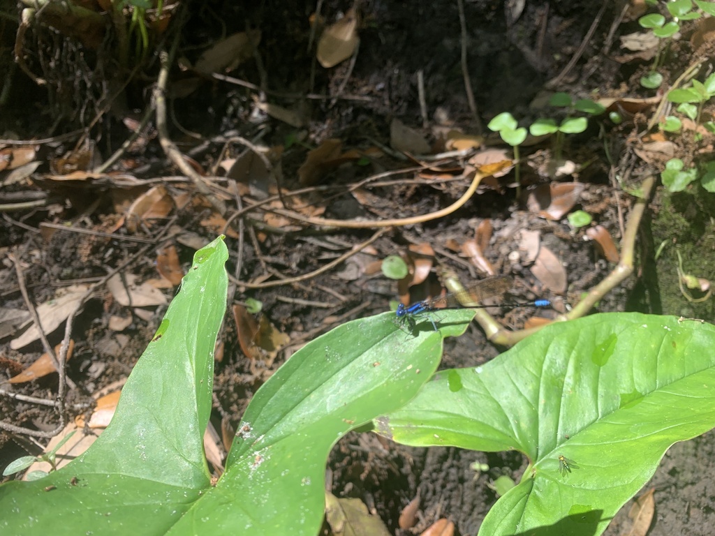 Blue-ringed Dancer from Glenna Ln, Sarasota, FL, US on March 26, 2021 ...