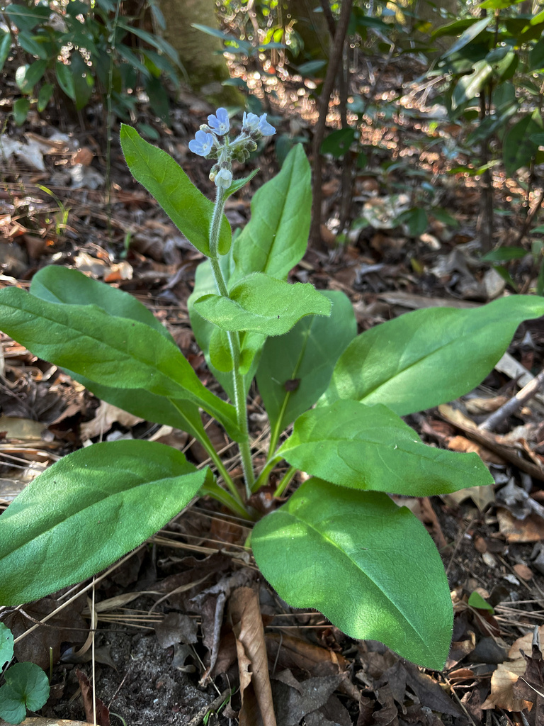 wild comfrey in March 2021 by lillybyrd · iNaturalist
