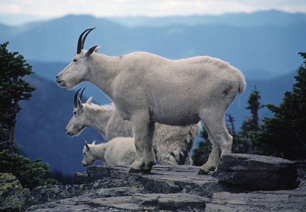 Mountain Goat from Flathead County, MT, USA on July 23, 2002 at 01:57 ...