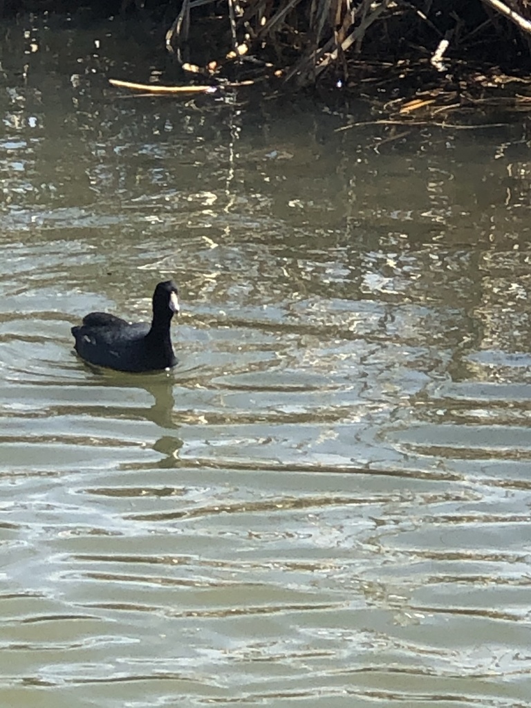 American Coot from Cuyahoga Valley National Park, Cuyahoga Falls, OH ...
