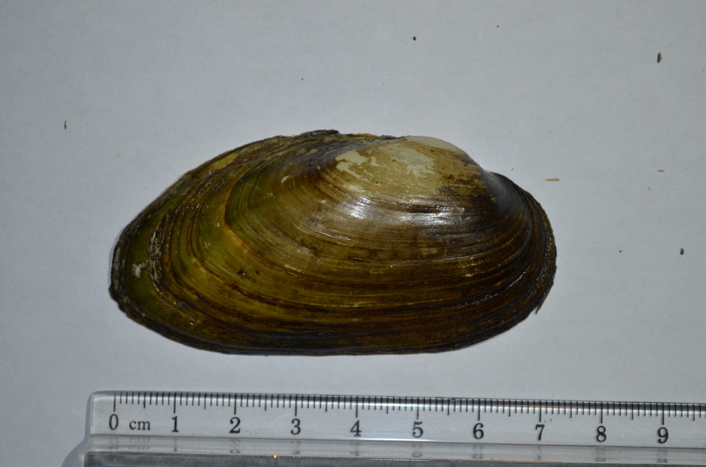 Cylindrical Papershell from Waterloo Regional Municipality, ON, Canada ...