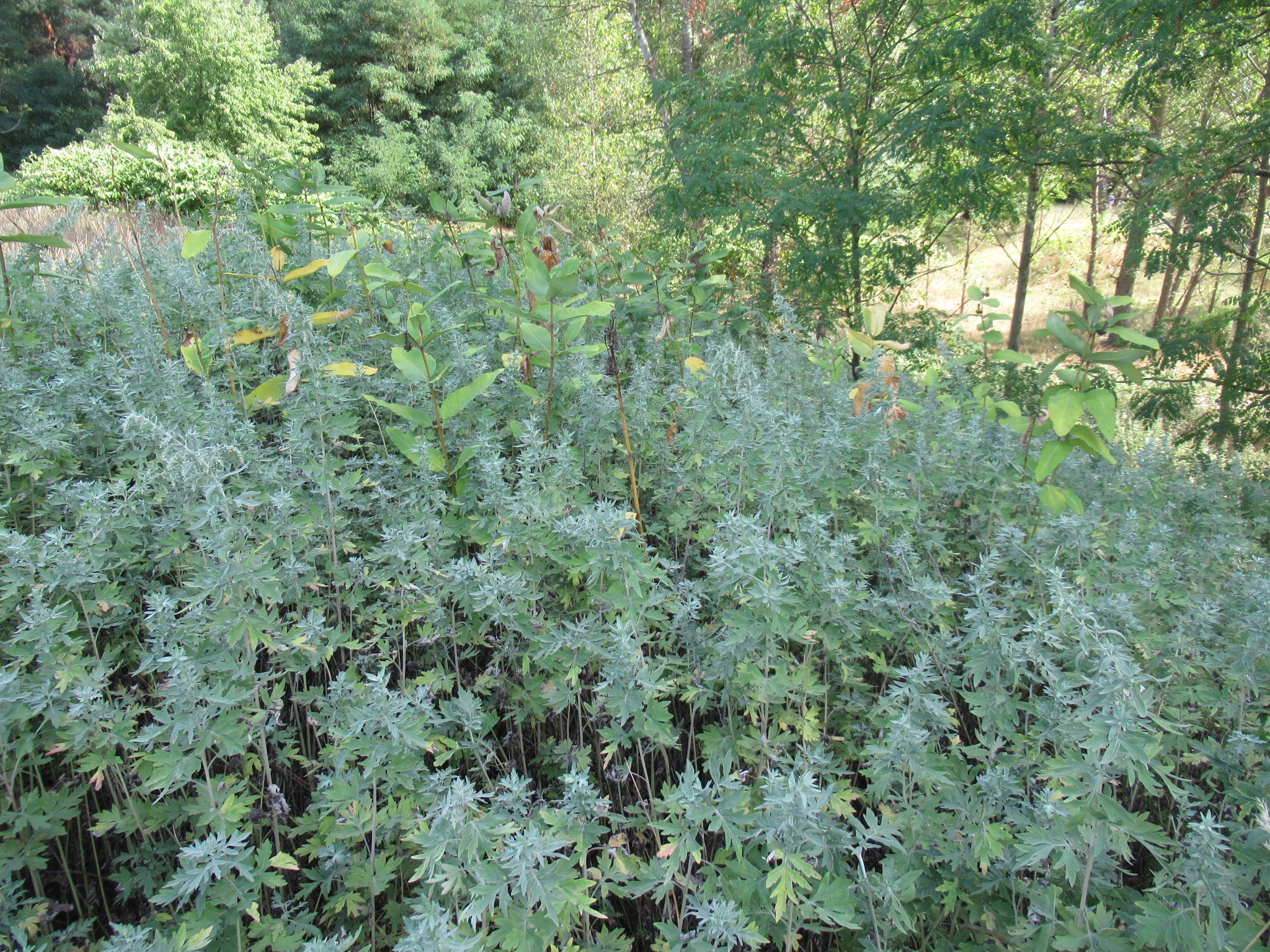 Artemisia Argyi Common Mugwort – Kahikatea Farm Certified Organic