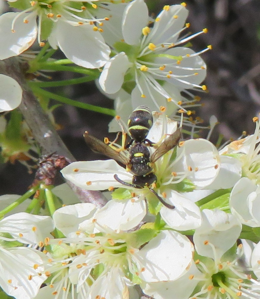 Stenodynerus from Georgetown, TX, USA on March 26, 2021 at 10:40 AM by ...