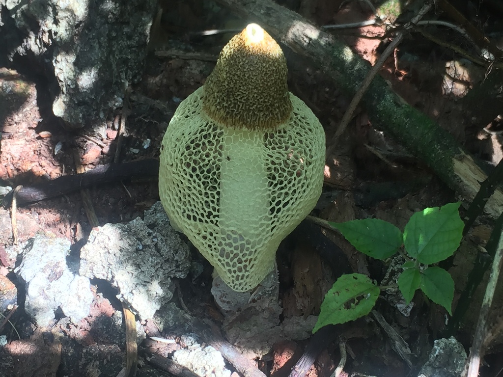 Phallus from Peleliu, Palau on September 17, 2019 at 08:51 AM by Donna ...