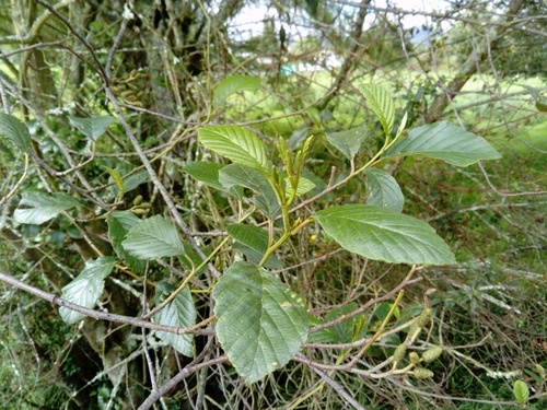 Subespecies Alnus acuminata acuminata · iNaturalist Mexico