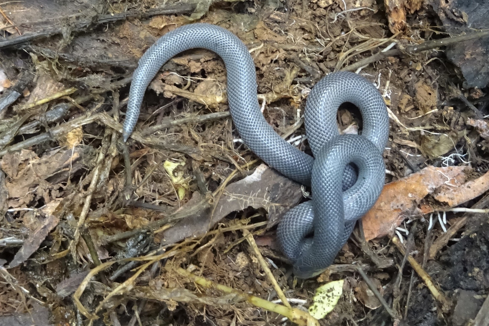 Atractaspis irregularis (Reinhardt, 1843)