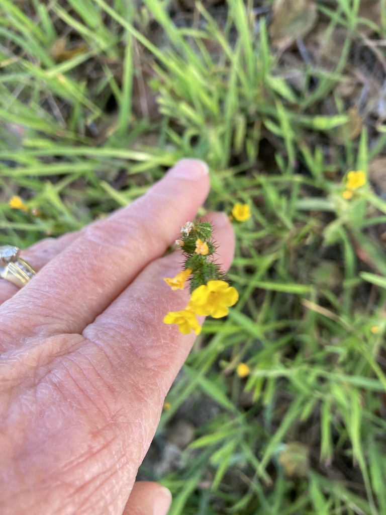 Common Fiddleneck from Sherman Blvd, Marina, CA, US on March 22, 2021 ...