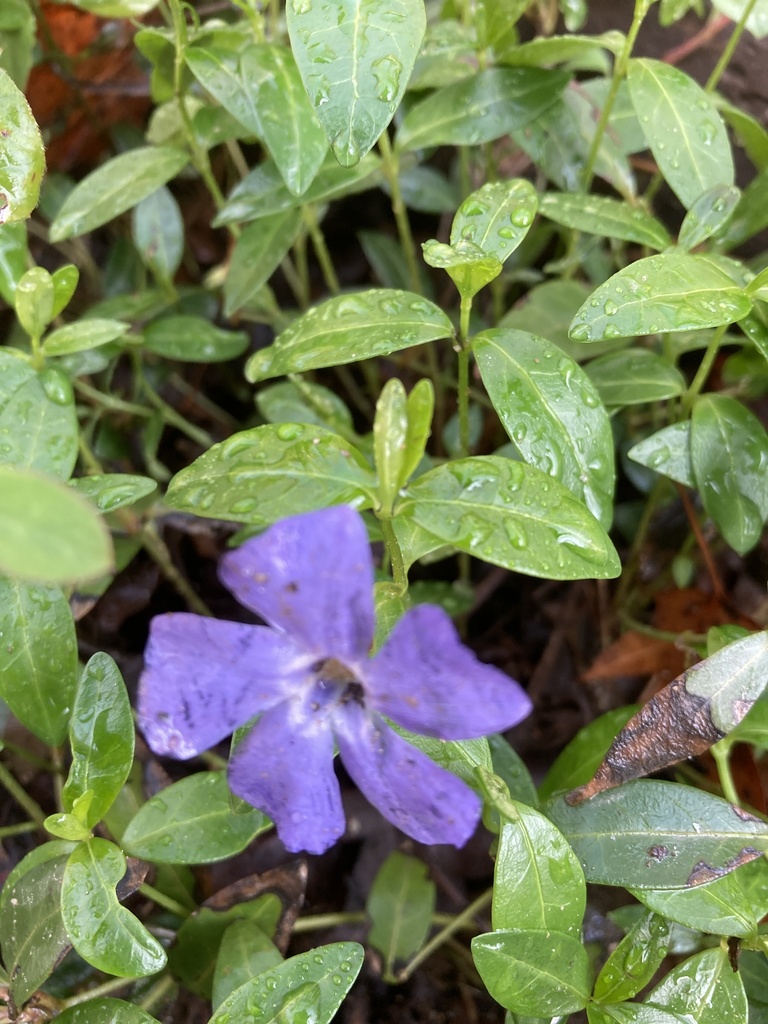 lesser periwinkle from Pisgah National Forest, Old Fort, NC, US on ...