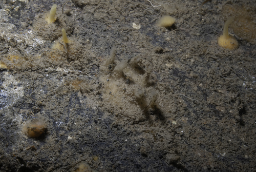 Raspailia aculeata · iNaturalist