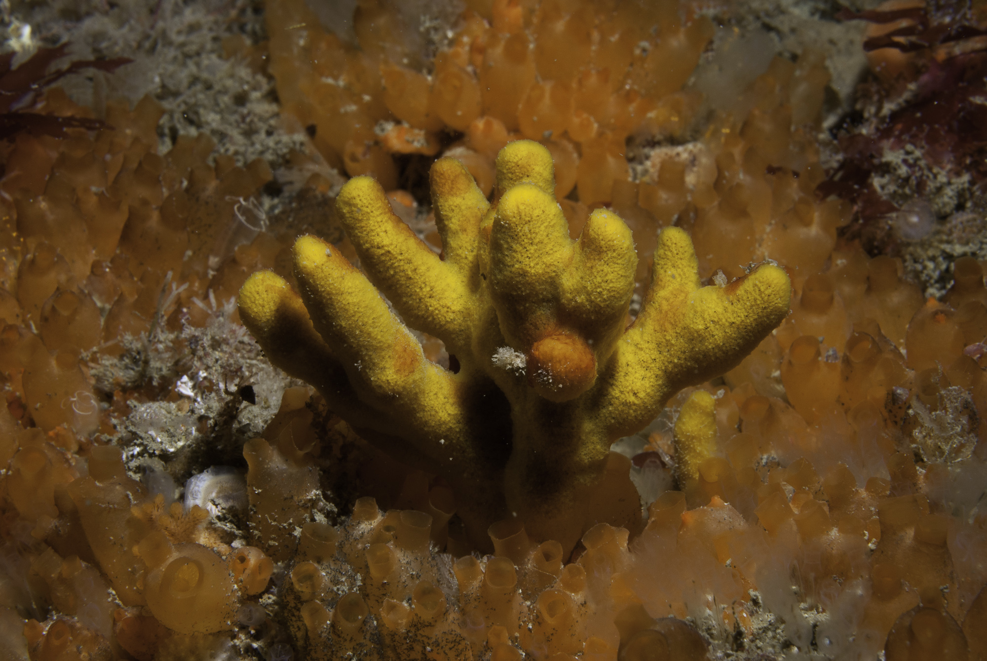 Raspailia agnata (Topsent, 1896)