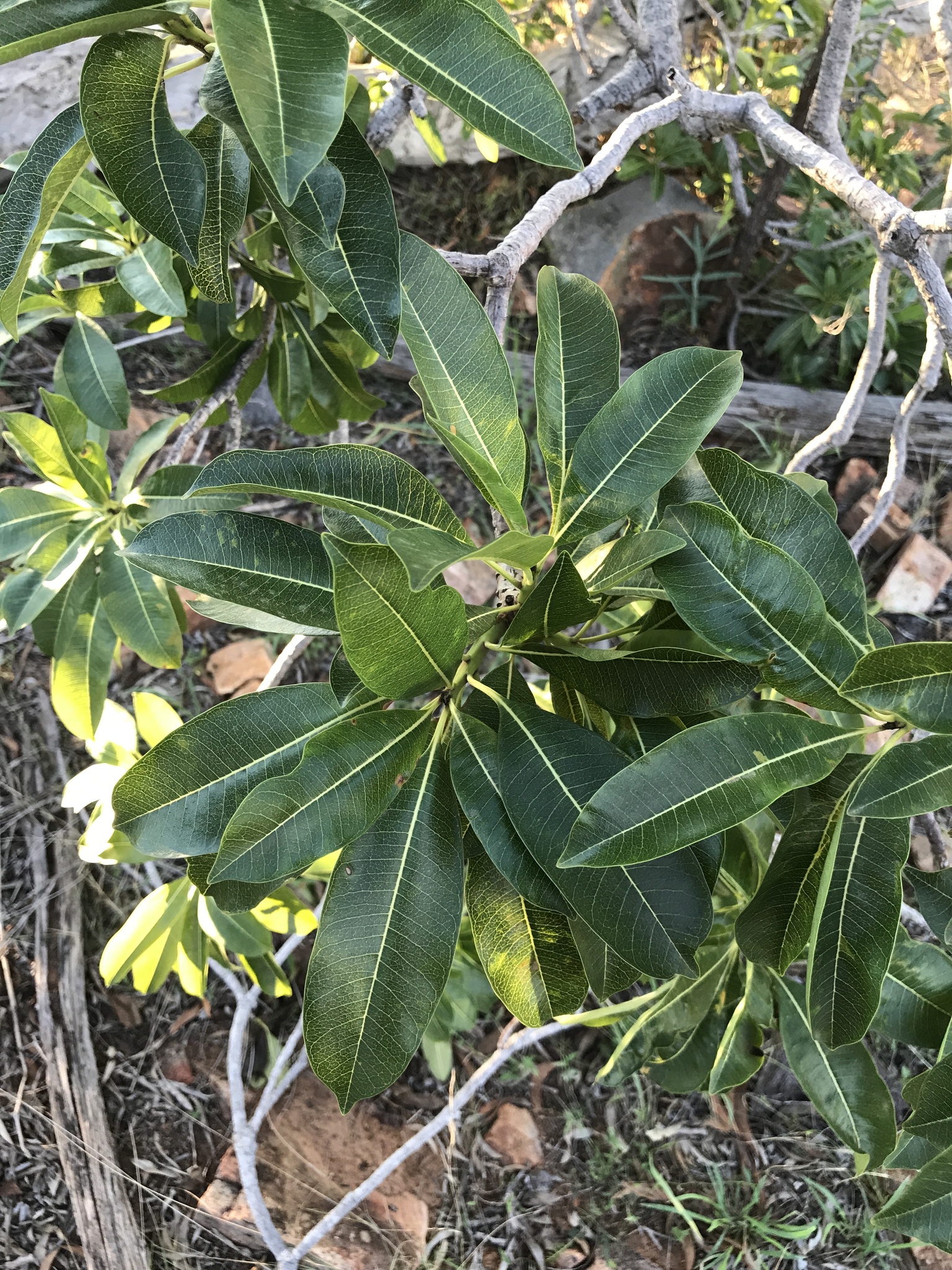 Cerbera dumicola P.I.Forst.