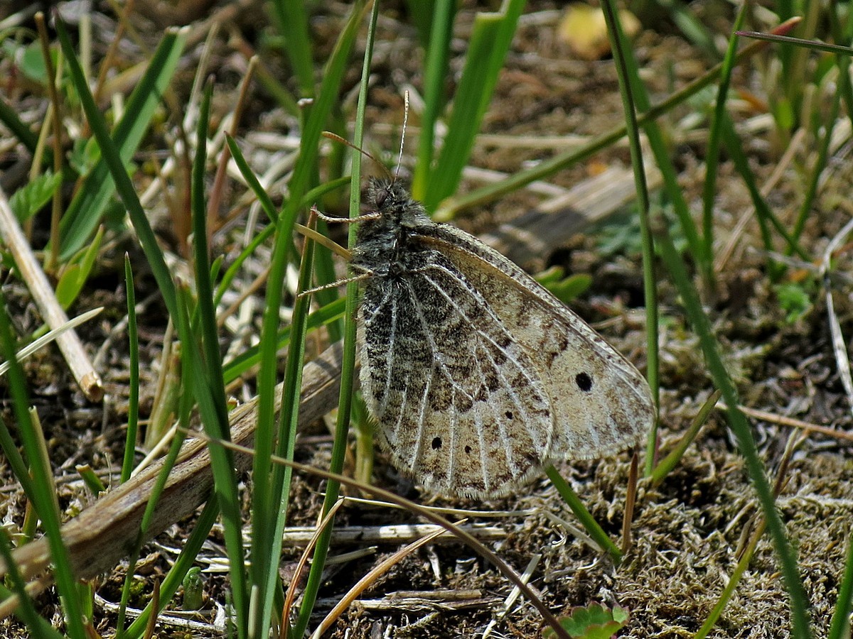 Oeneis tarpeia Pallas, 1771