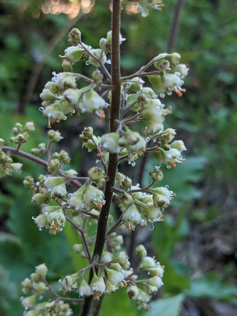 crevice alumroot from North & East, Richmond, CA, USA on March 26, 2021 ...