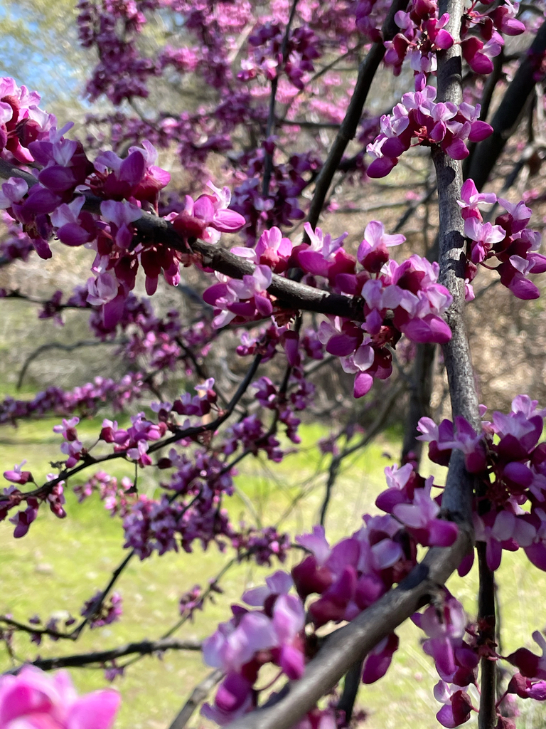 Western Redbud from Chico on March 26, 2021 at 12:45 PM by oaradey ...