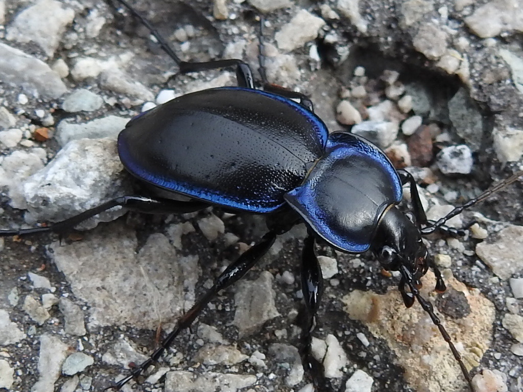Carabus finitimus (Sara's Pollinator Guide) · iNaturalist