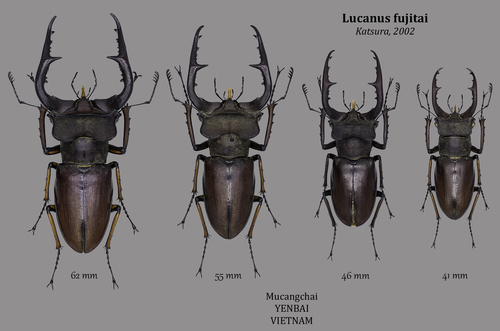 Lucanus fujitai (Mushiking of Indochinese Peninsula and South Asia) · iNaturalist