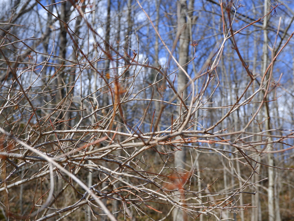 gray dogwood in March 2021 by Bonnie Semmling · iNaturalist