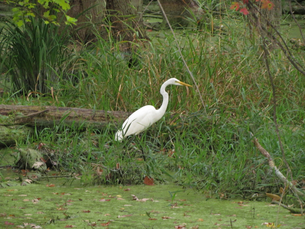 Great Egret from Lucas County, OH, USA on September 03, 2019 at 05:51 ...