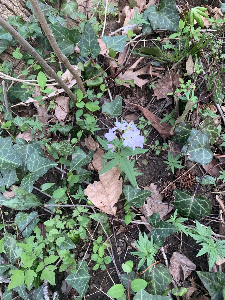 cut-leaved toothwort from James River, Richmond, VA, US on March 26 ...