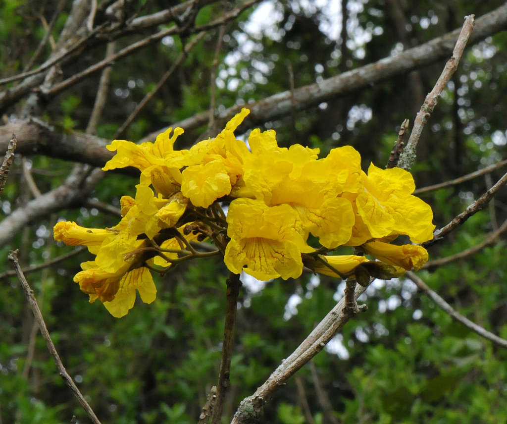 Trumpet trees (Tabebuia) - Botanical Realm
