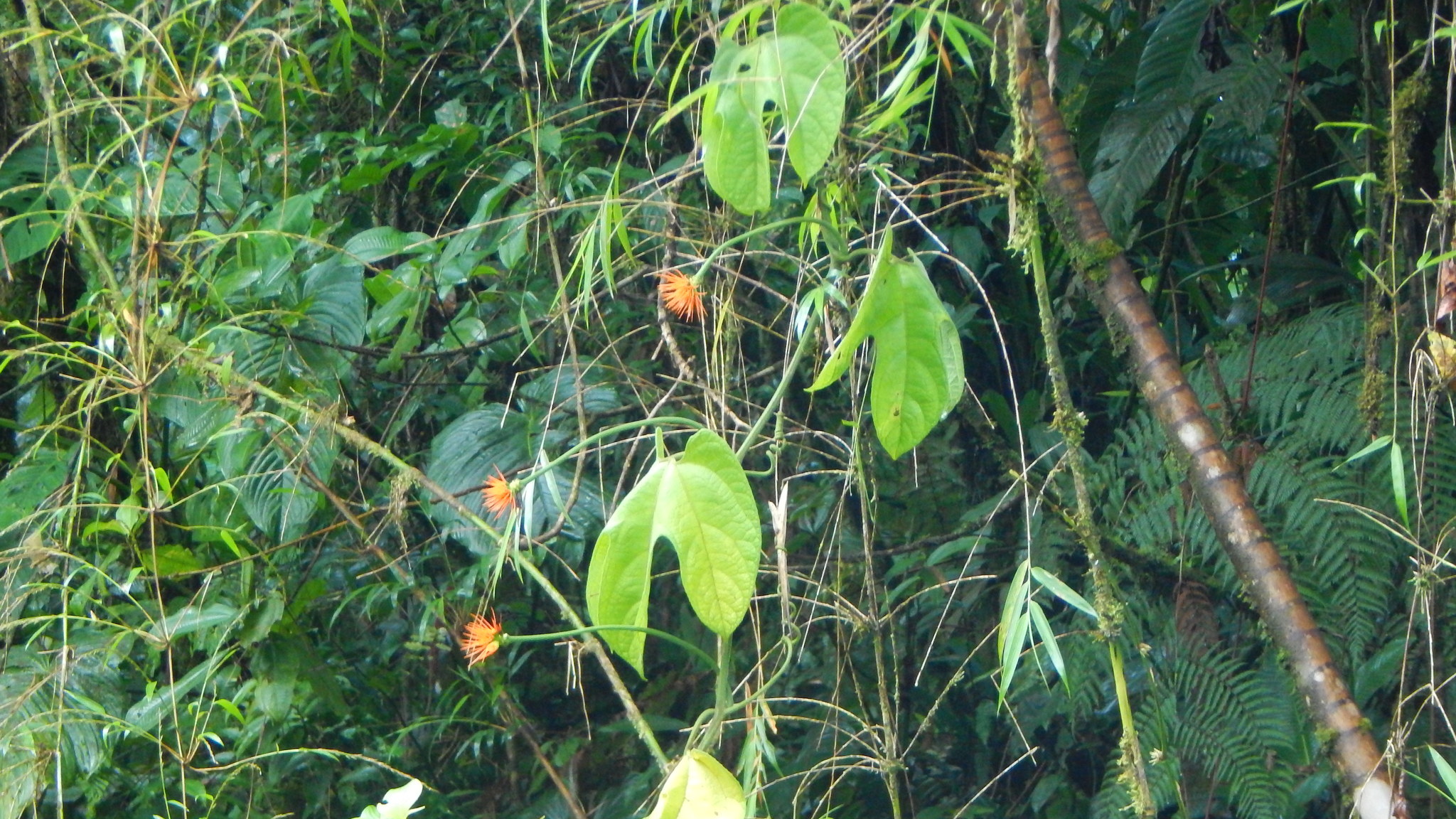 Gurania makoyana (Lam.) Cogn.