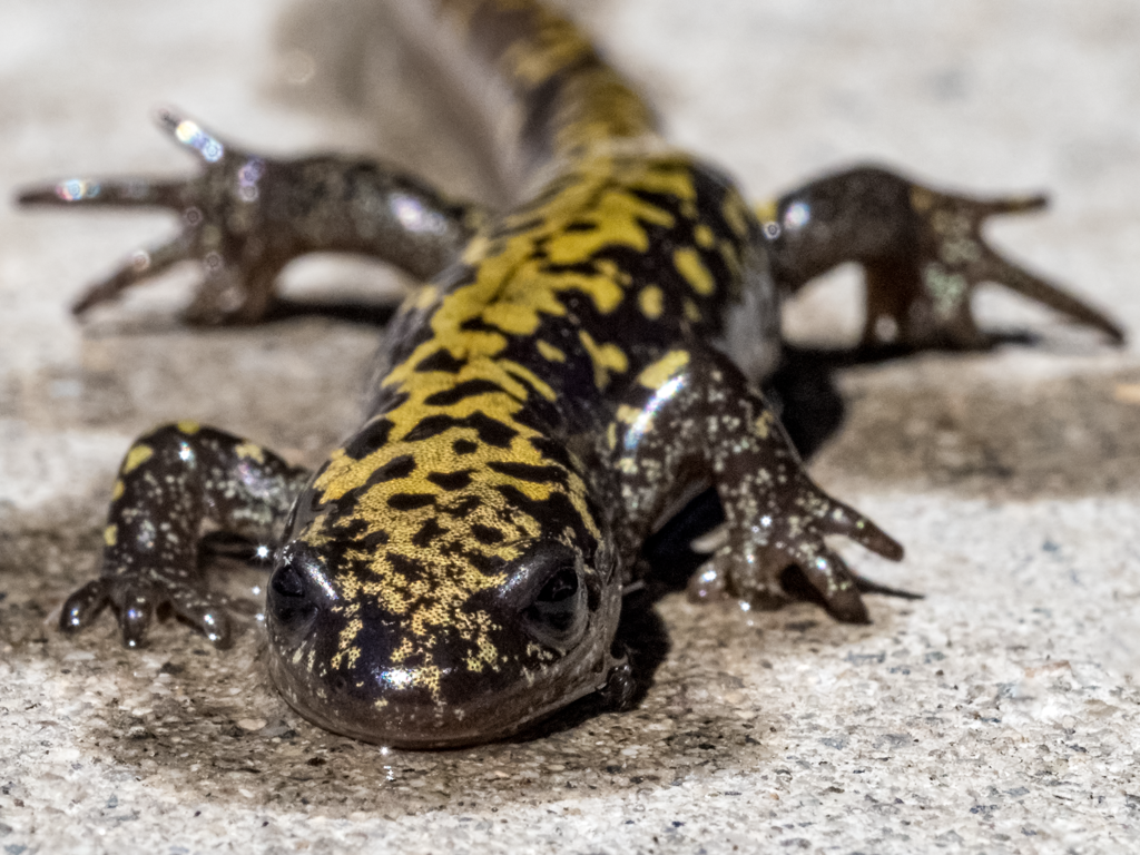 Long-toed Salamander from Southeast Kelowna, Kelowna, BC, Canada on ...