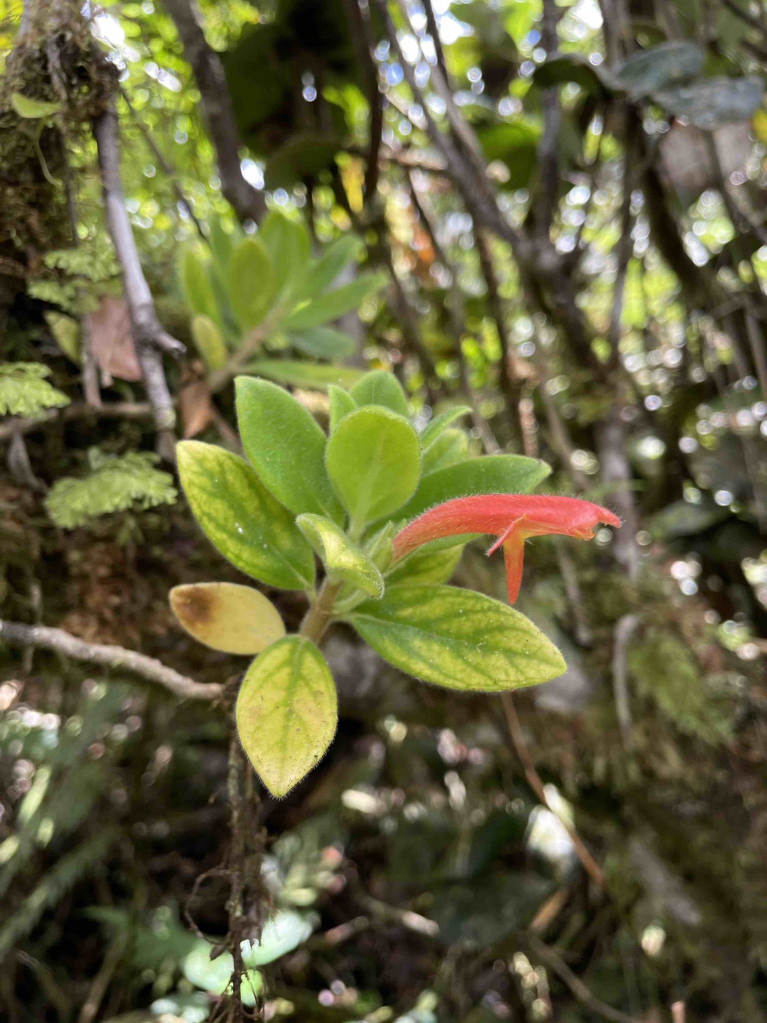 Columnea scandens L.
