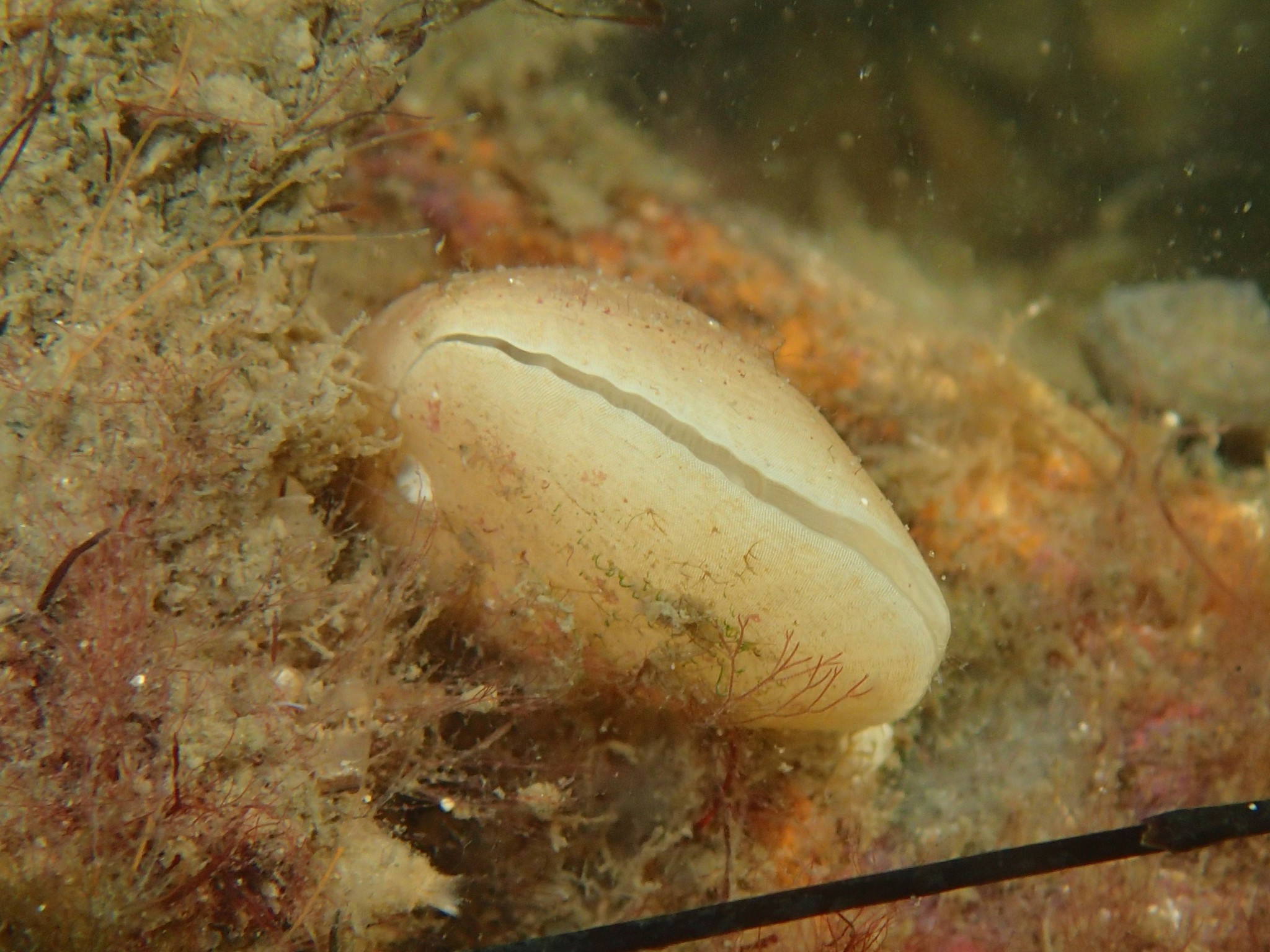 Filo Brachiopoda 15. FILO BRACHIOPODA FILO BRACHIOPODA Son