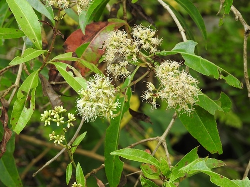 Critonia hospitalis · iNaturalist Mexico