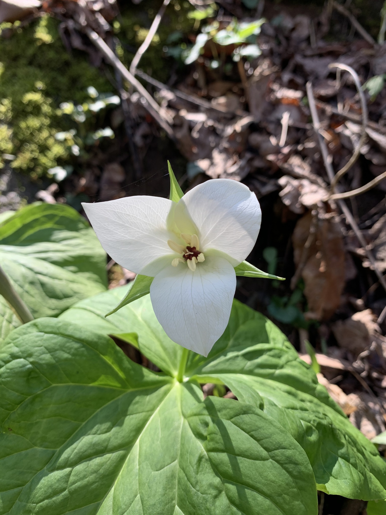 Trillium simile Gleason