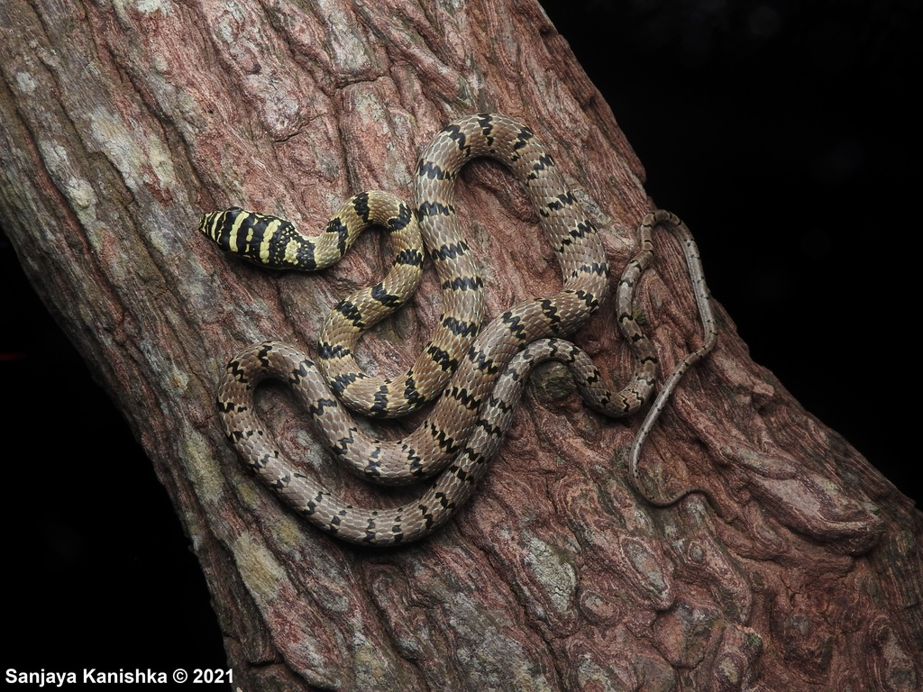 Sri Lankan Flying Snake (Reptiles of Sri Lanka) · iNaturalist