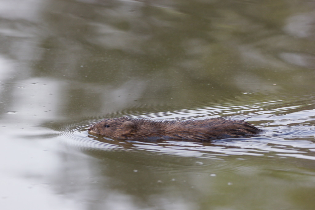Muskrat from 1305 S River Industrial Blvd SE, Atlanta, GA 30315, USA on ...