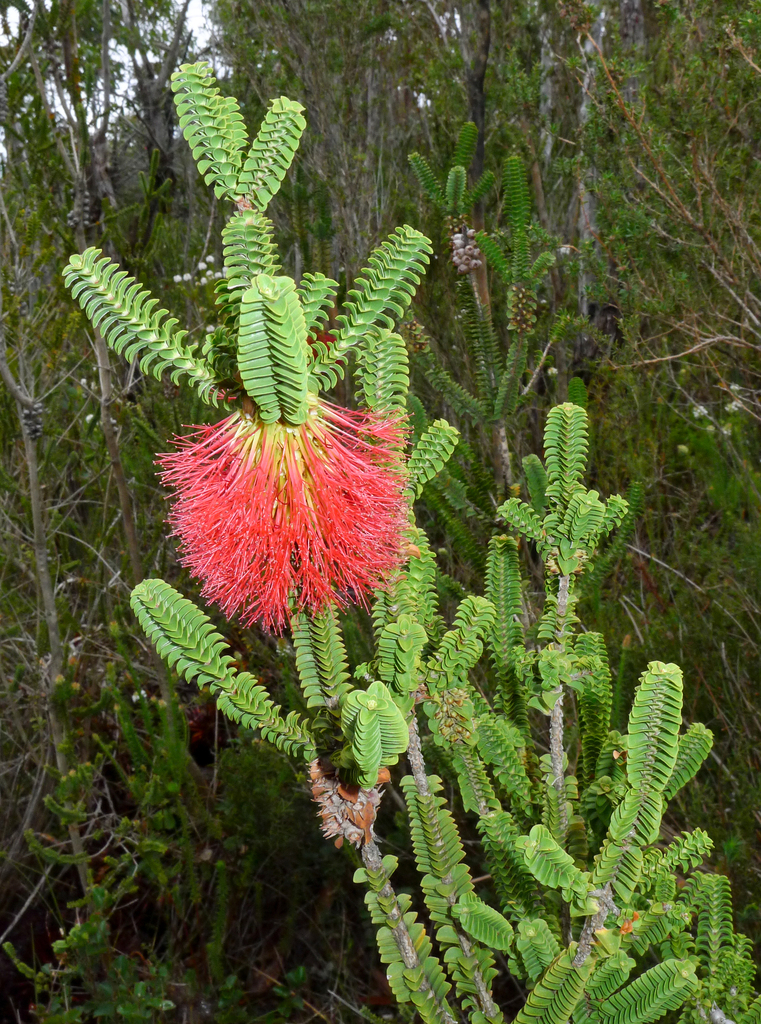 Gravel Bottlebrush (Melaleuca transversa) - Botanical Realm