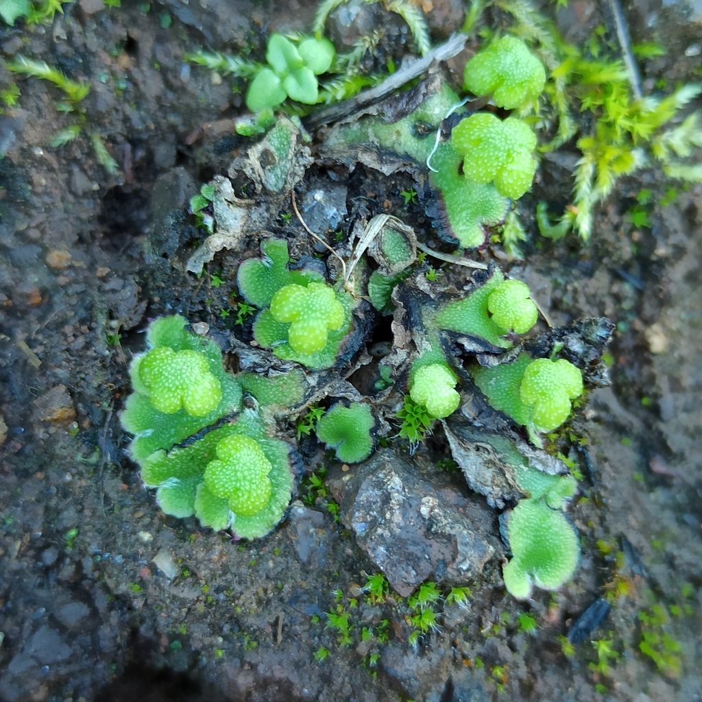California asterella from Ensenada, B.C., México on March 26, 2021 at ...