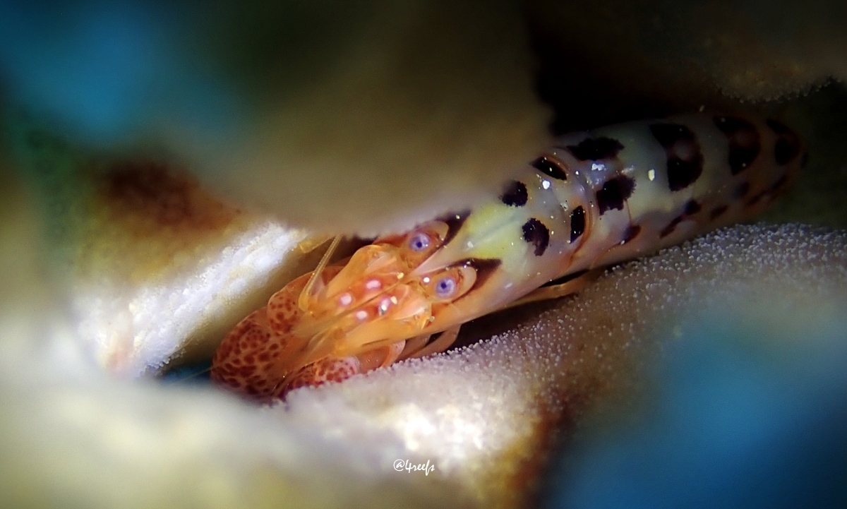 Alpheus lottini Guérin-Méneville, 1829